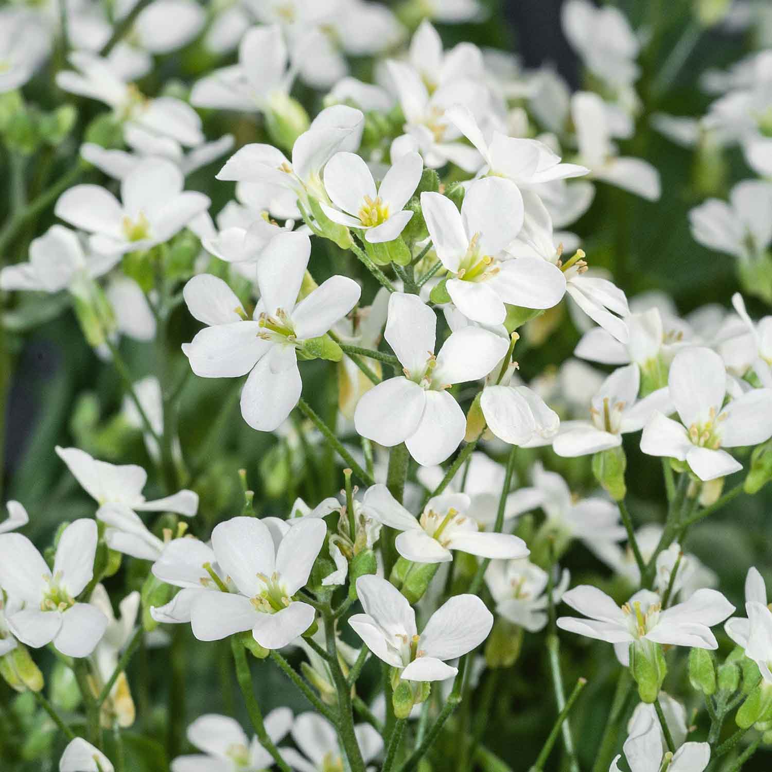 Arabis Plant 'White' | Marshalls Garden