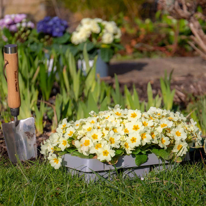 Primrose Vulgaris 'Everlast' - 12 Garden Ready Plugs | Buy Primrose ...