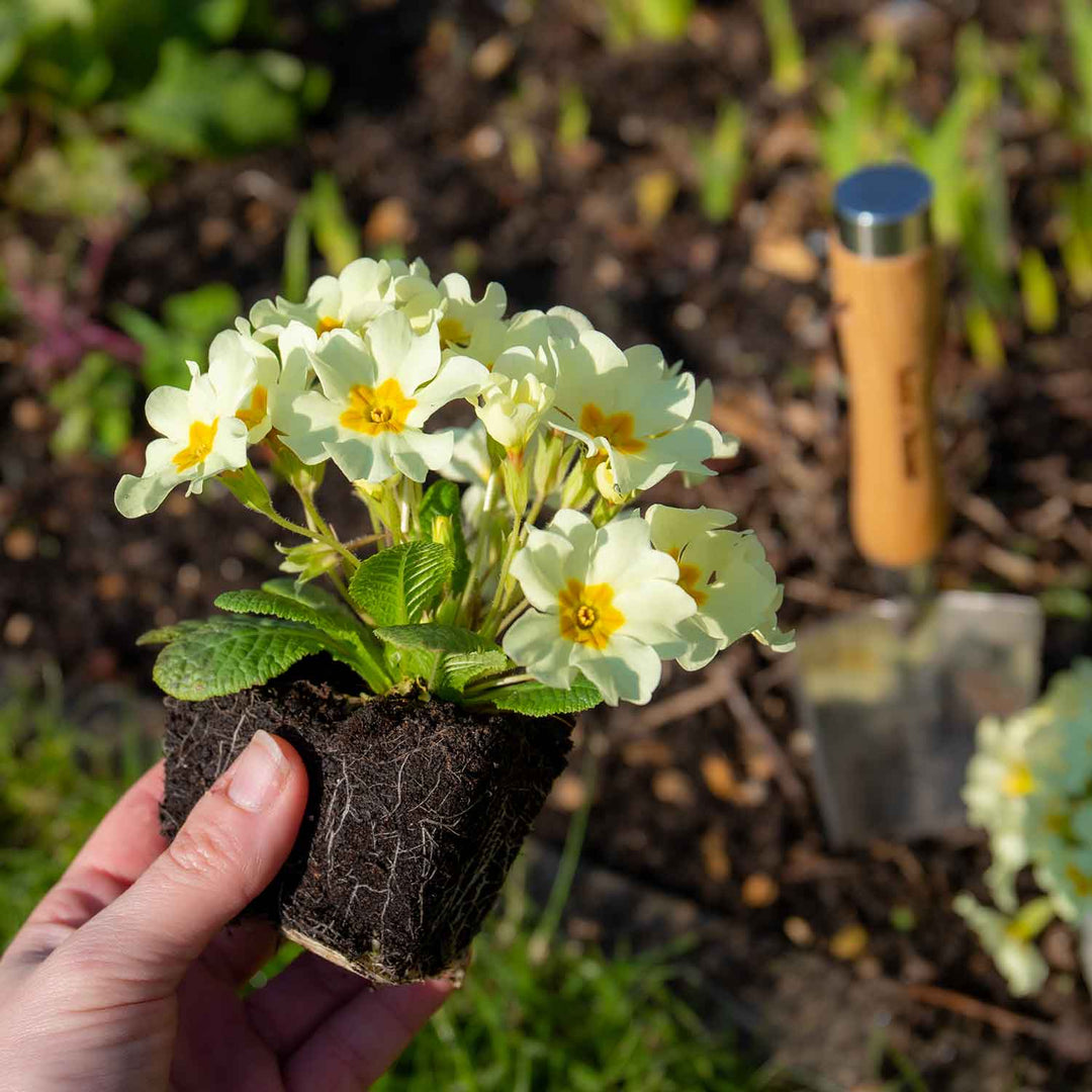 Primrose Vulgaris 'Everlast' - 12 Garden Ready Plugs | Buy Primrose ...