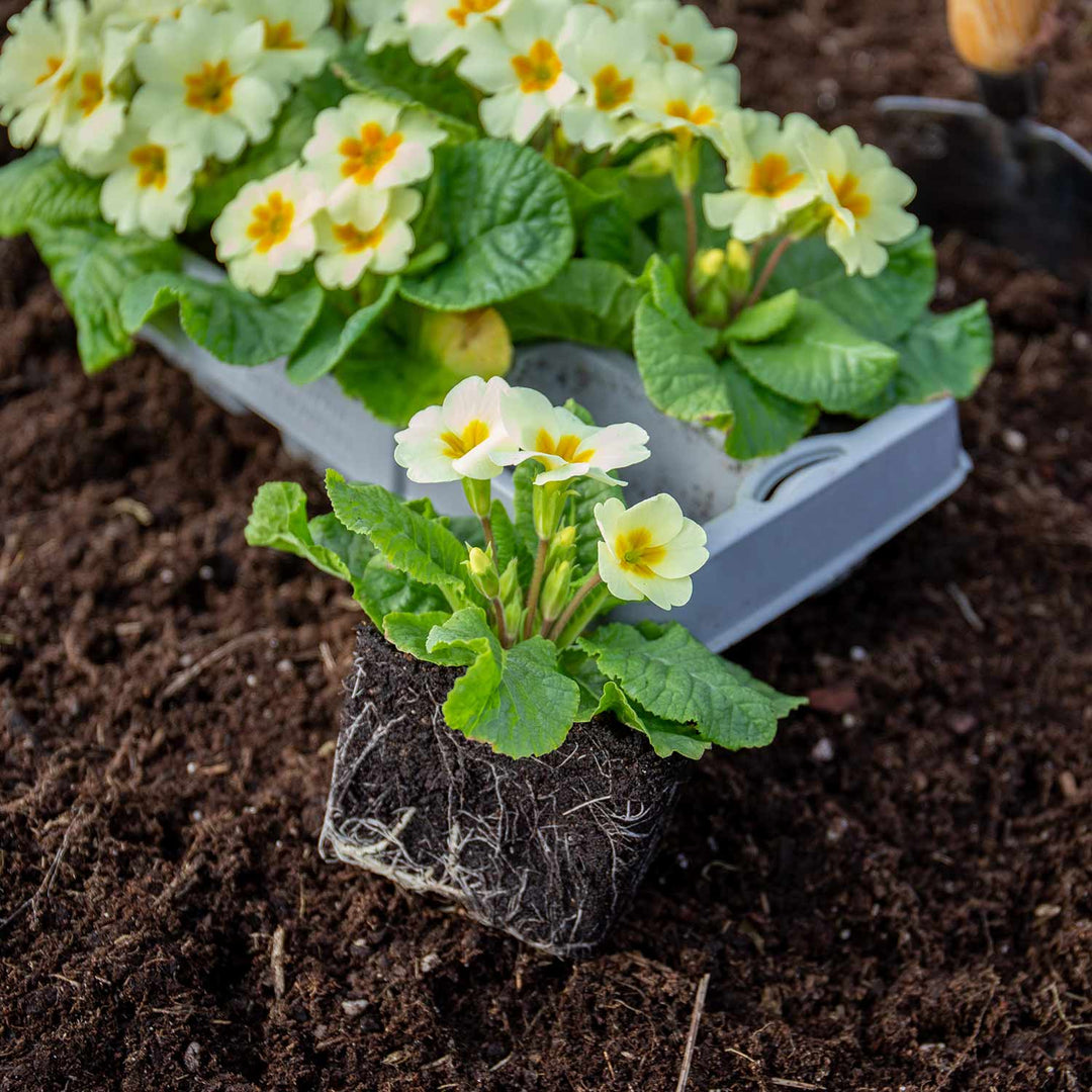 Primrose Vulgaris 'Everlast' - 12 Garden Ready Plugs | Buy Primrose ...