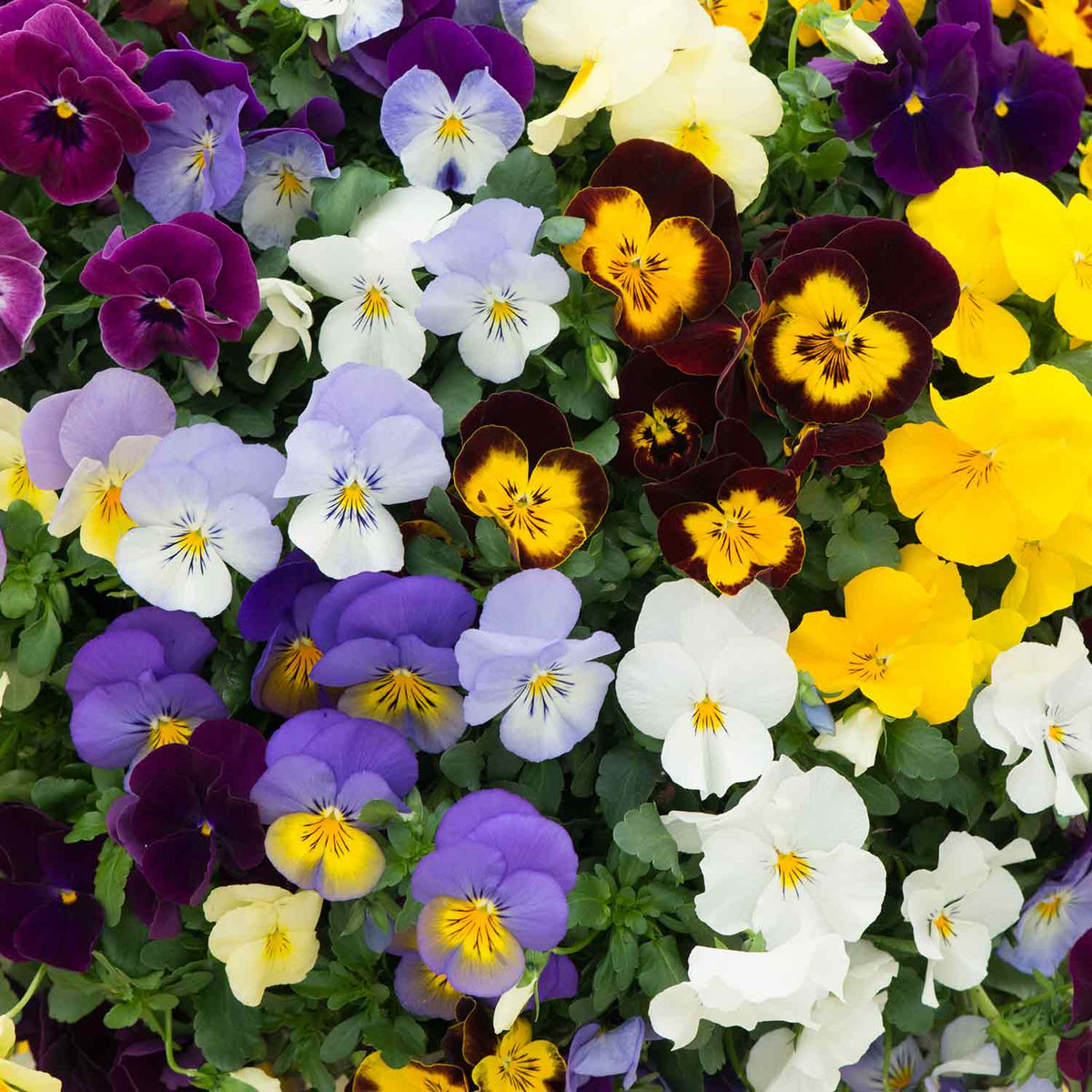 Pansy 'Cool Wave Mix' 12 Garden Ready Plants | Buy Pansy Plants Online ...