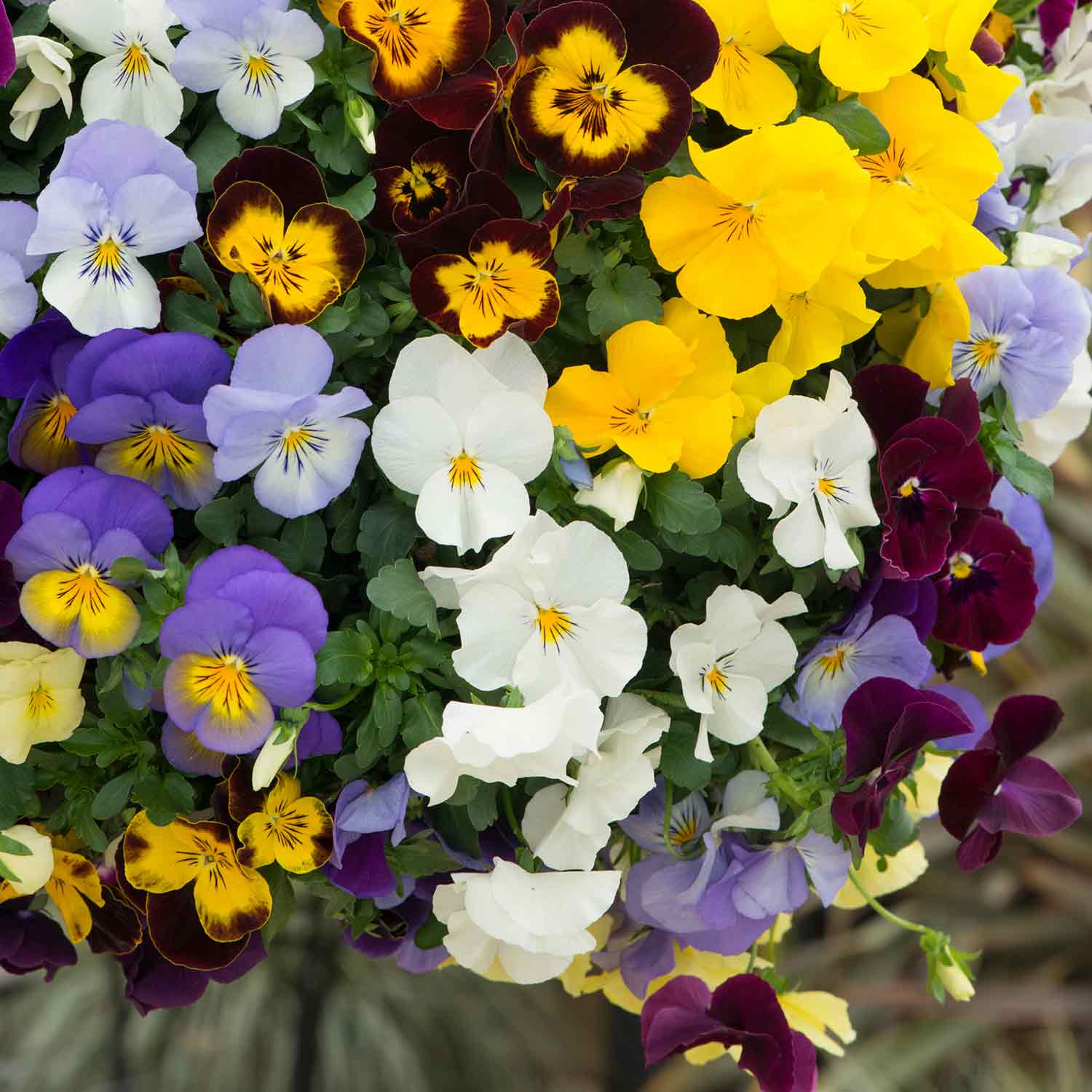 Pansy 'Cool Wave Mix' 12 Garden Ready Plants | Buy Pansy Plants Online ...