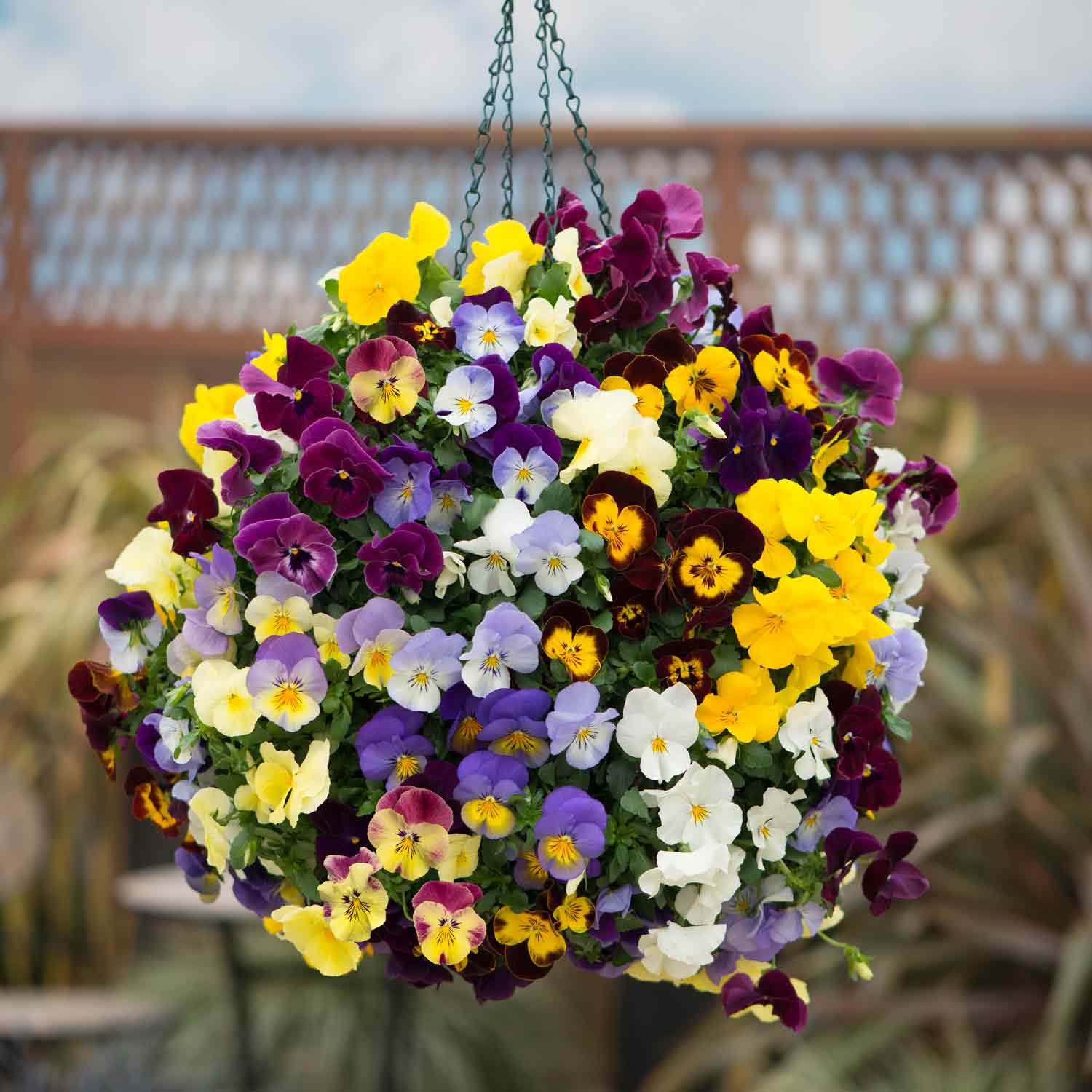 Pansy Plant 'Cool Wave Mix' | Marshalls Garden