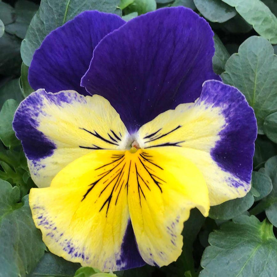 Pansy Plant 'Matrix Morpheus' | Buy Pansy Plants Online | Pansy Plants ...