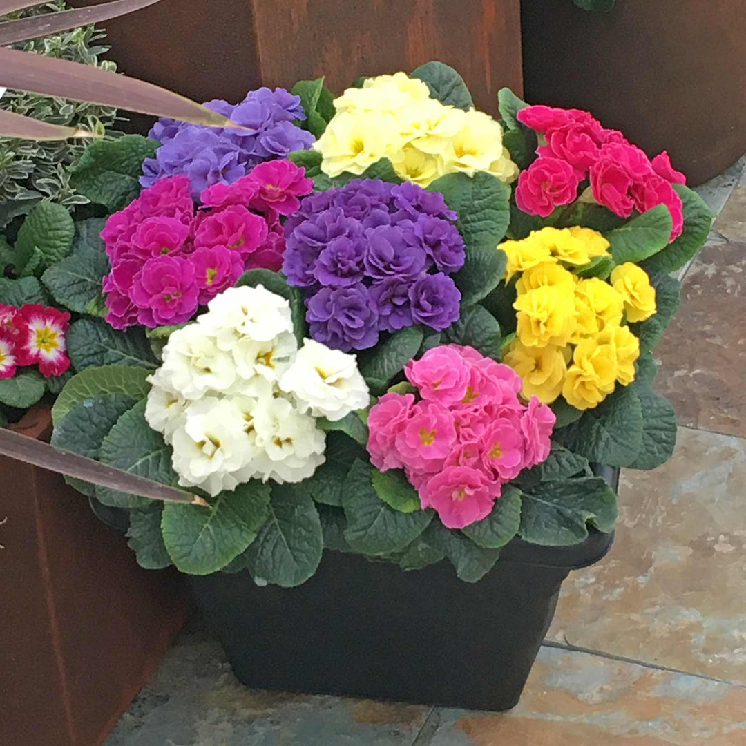 Primrose 'Rubens Mix' - 12 Garden Ready Plants | Buy Primrose Plants ...