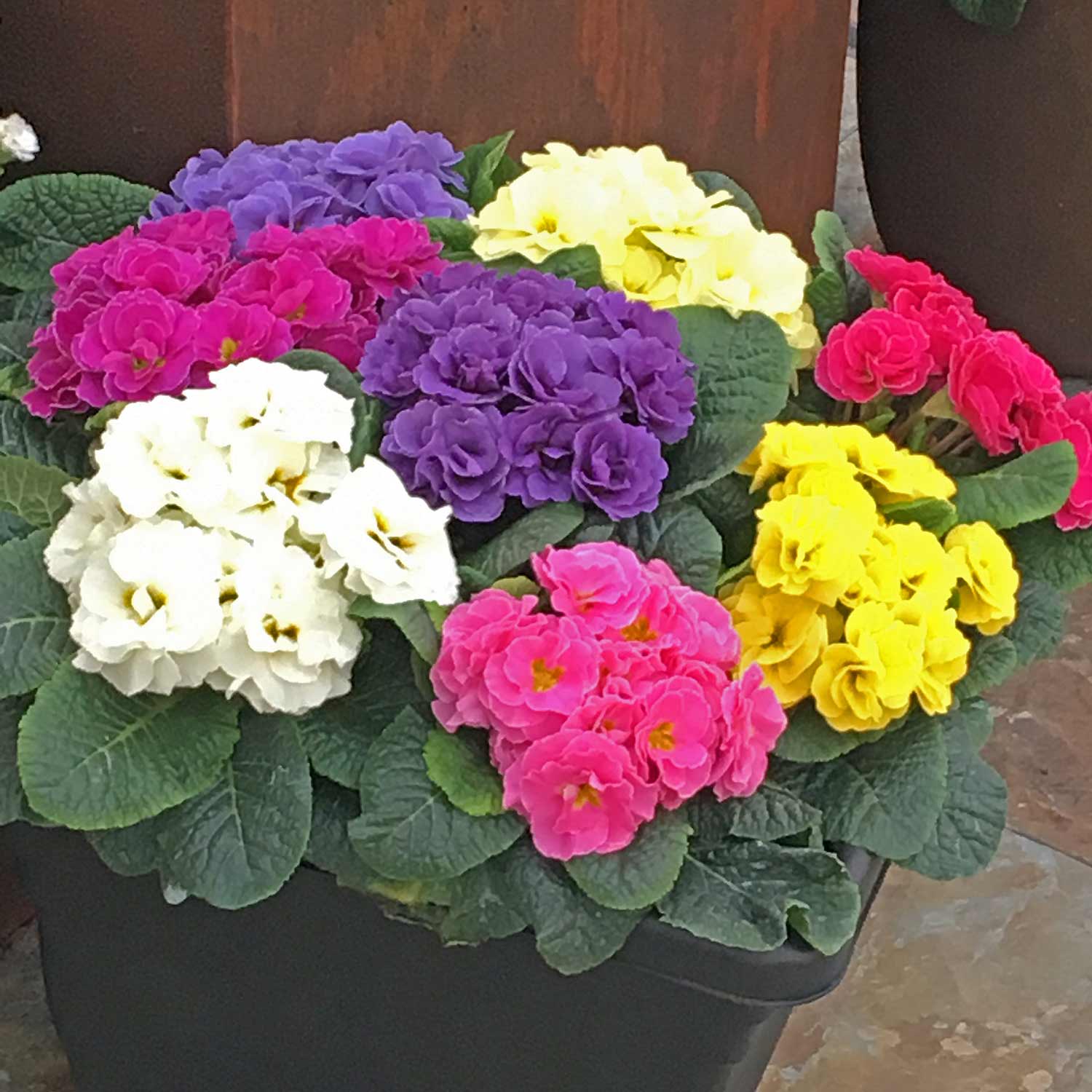 Primrose 'Rubens Mix' - 12 Garden Ready Plants | Buy Primrose Plants ...