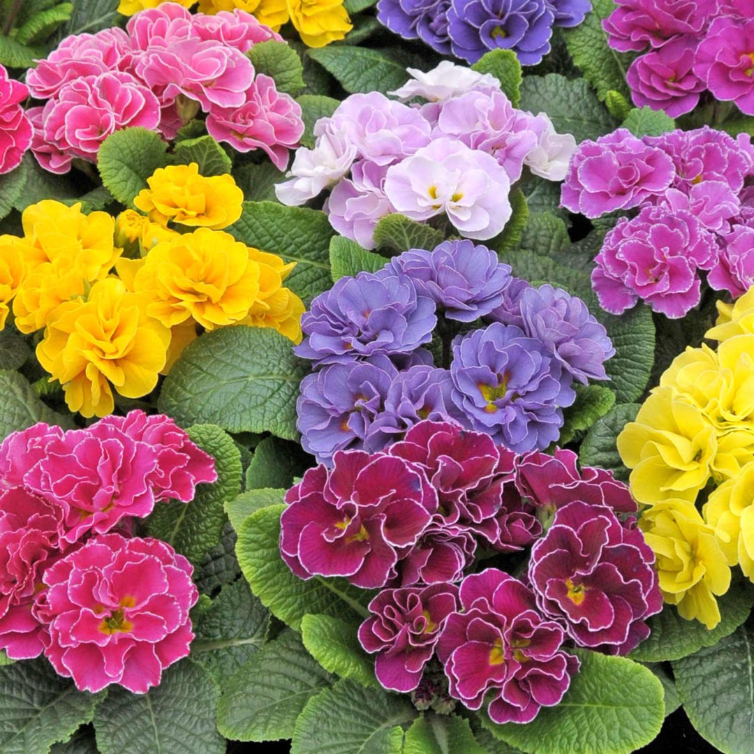 Primrose 'Rubens Mix' - 12 Garden Ready Plants | Buy Primrose Plants ...