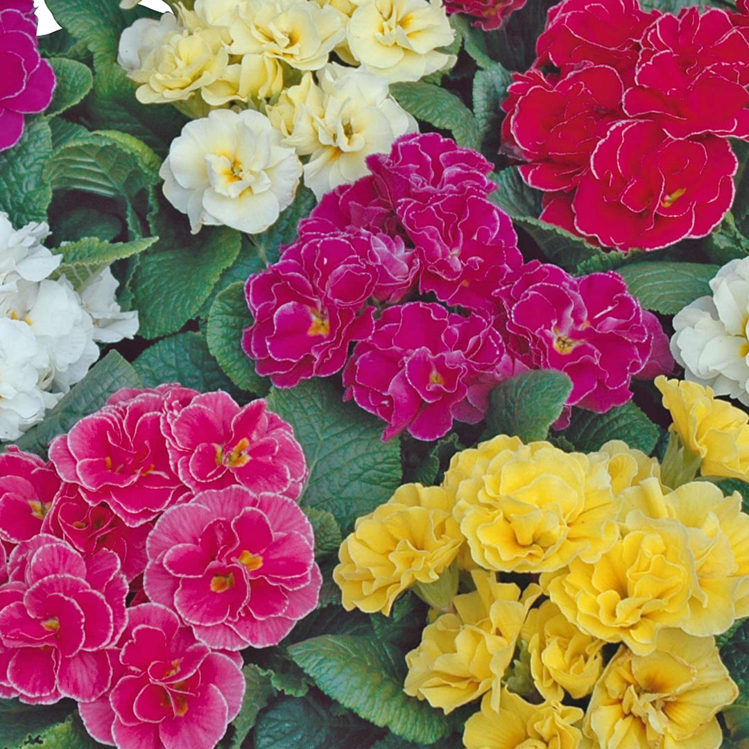 Primrose 'Rubens Mix' - 12 Garden Ready Plants | Buy Primrose Plants ...
