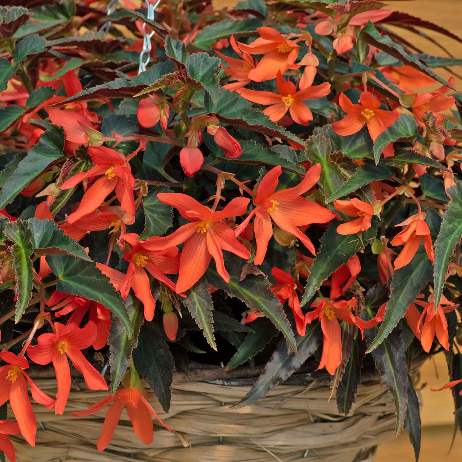 Begonia Plant 'Starshine Bronze Papaya' | Buy Begonia Plants Online ...