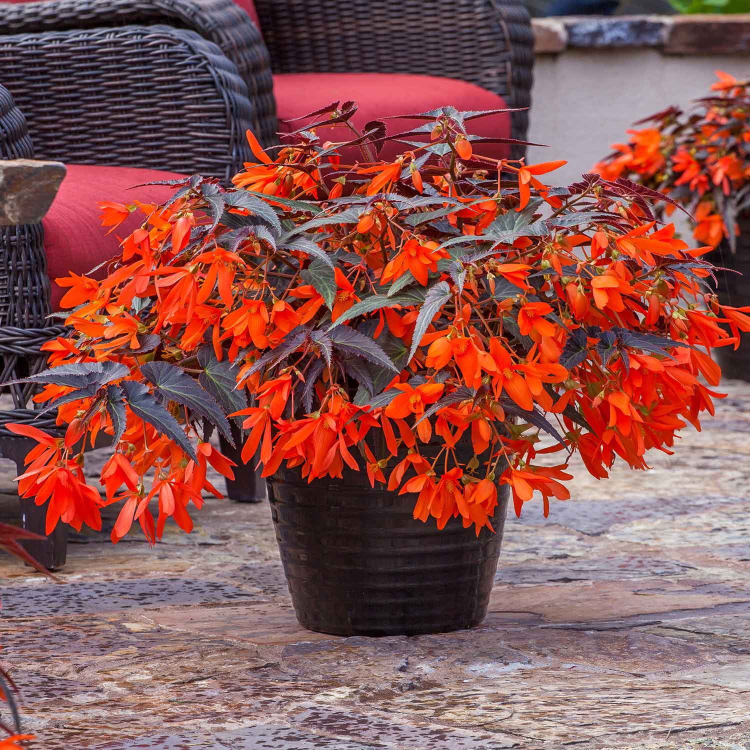 Begonia Plant 'Starshine Bronze Papaya' | Buy Begonia Plants Online ...