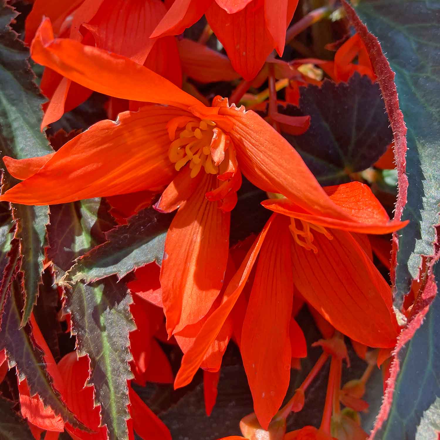 Begonia Plant 'Starshine Bronze Papaya' | Buy Begonia Plants Online ...