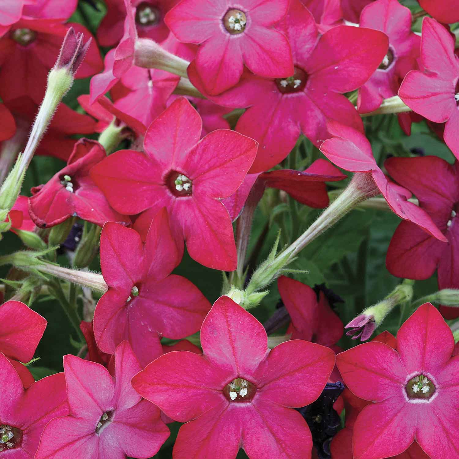 Nicotiana 'Cuba Rose' | Buy Nicotiana Plants Online | Summer Bedding ...