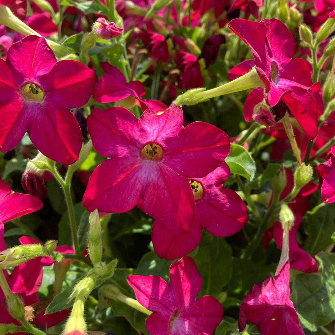Nicotiana 'Cuba Rose' x 12 Garden Ready Plugs | Buy Nicotiana Plants ...