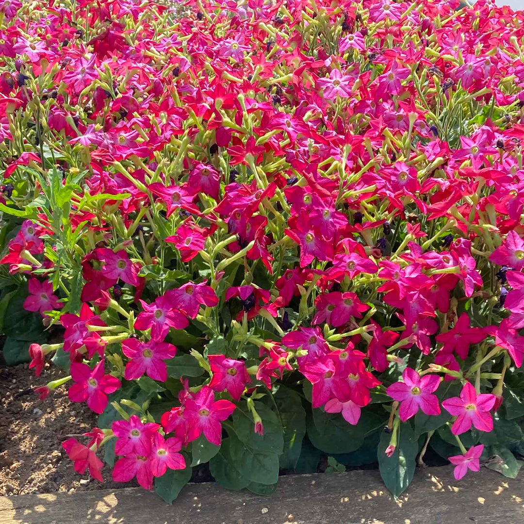 Nicotiana 'Cuba Rose' | Buy Nicotiana Plants Online | Summer Bedding ...