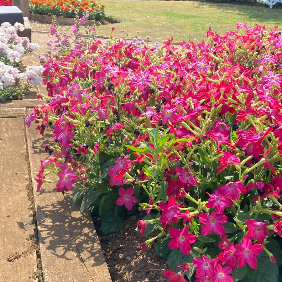 Nicotiana 'Cuba Rose' | Buy Nicotiana Plants Online | Summer Bedding ...