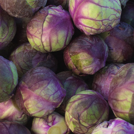 Brussels Sprout 'Red Darling' - 16 Plants | Buy Brussel Sprout Plants ...
