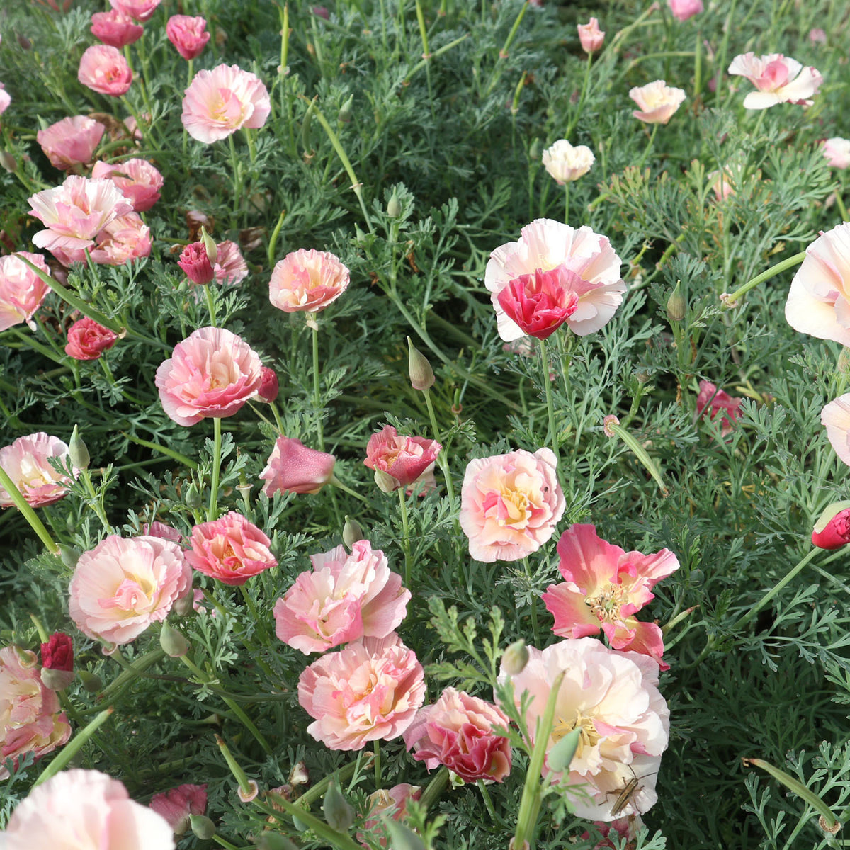 Californian Poppy Seeds 'Frilled Rose' | Buy Californian Poppy Seeds ...