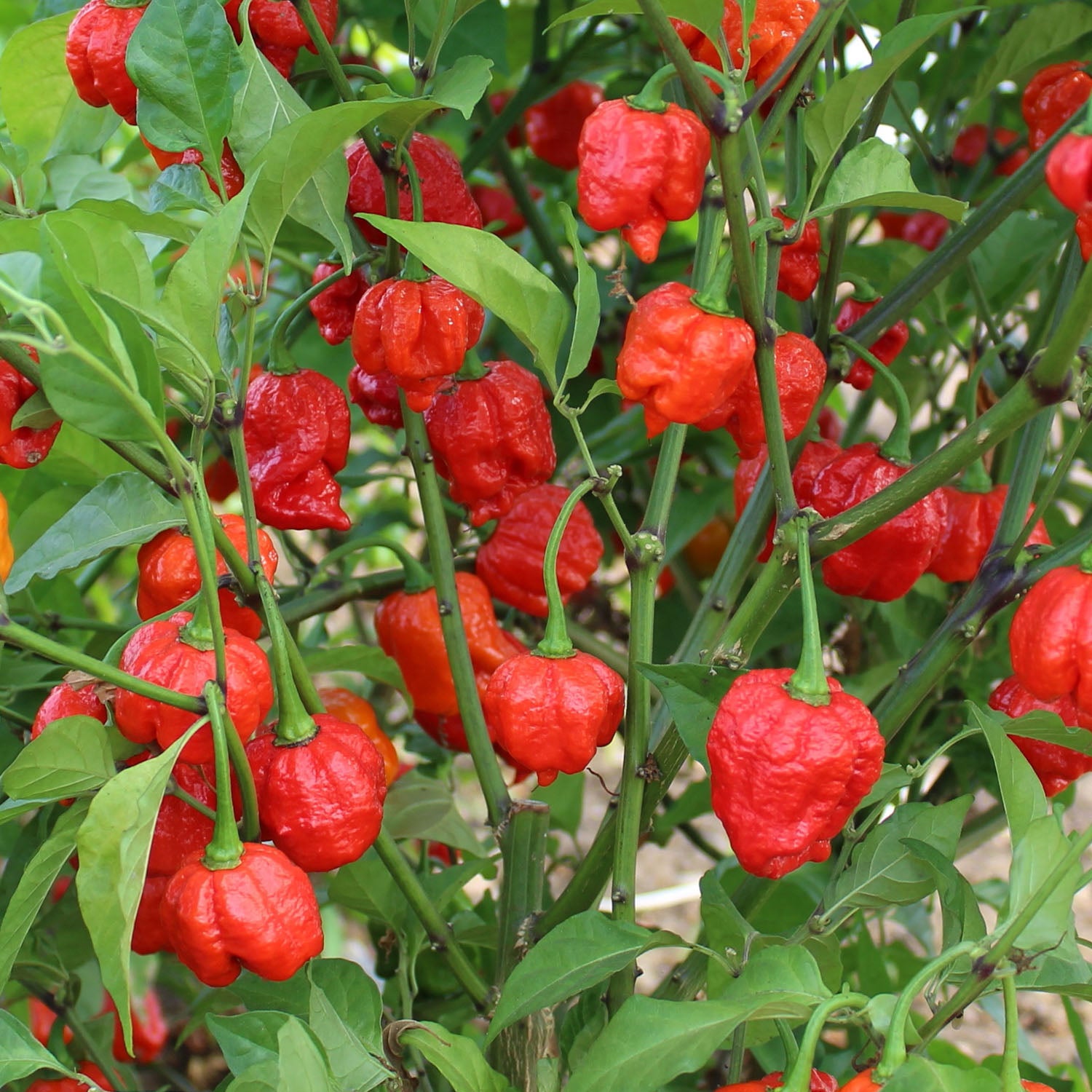 Chilli Pepper Seeds 'Armageddon' | Marshalls Garden