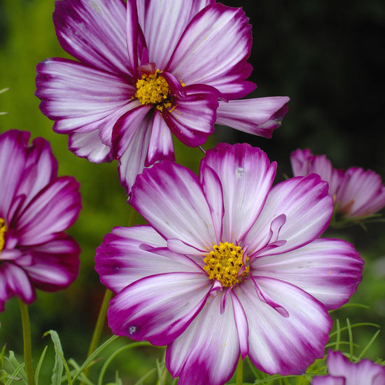 Cosmos Seeds 'Fizzy Rose Picotee' | Marshalls Garden