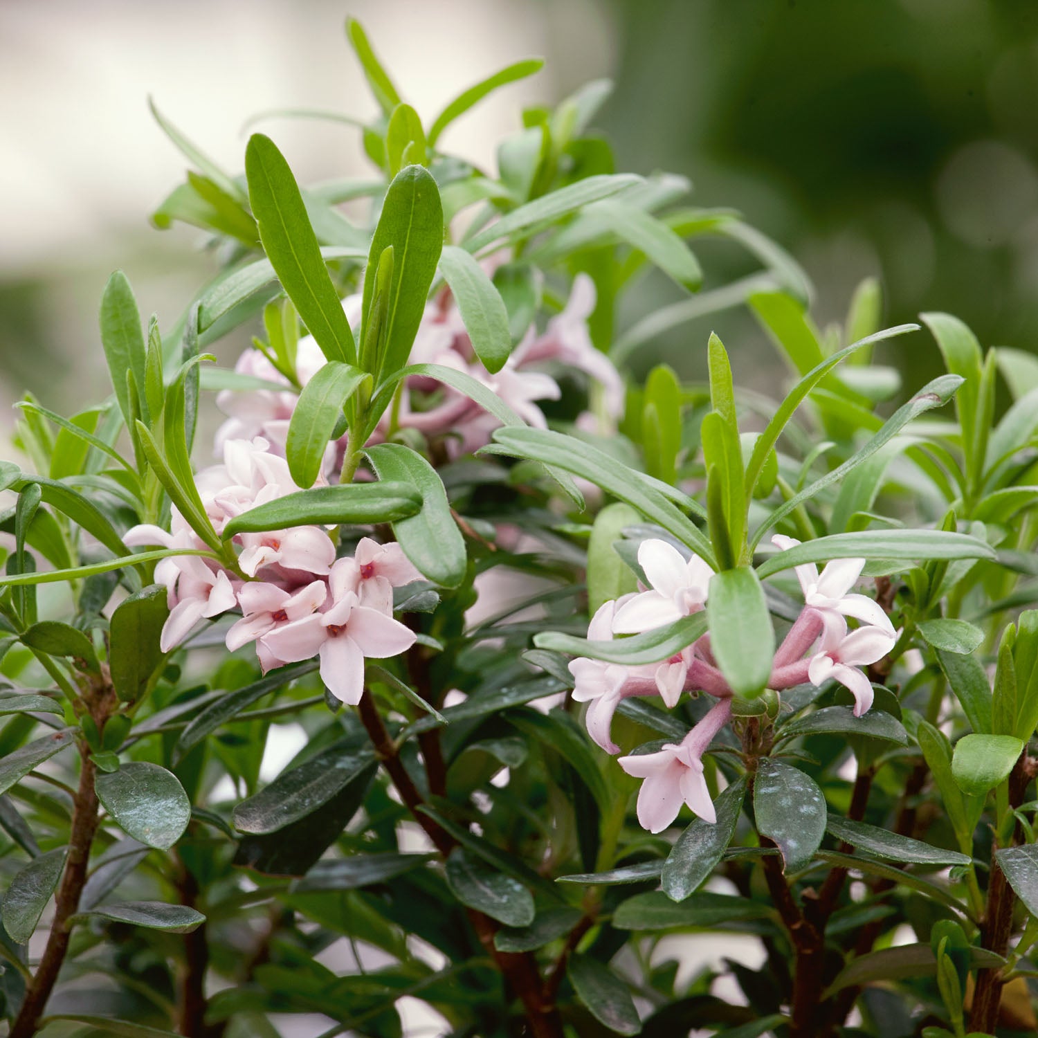 Daphne 'Pink Fragrance' - 1.1.5L Plant | Buy Daphne Plants Online ...