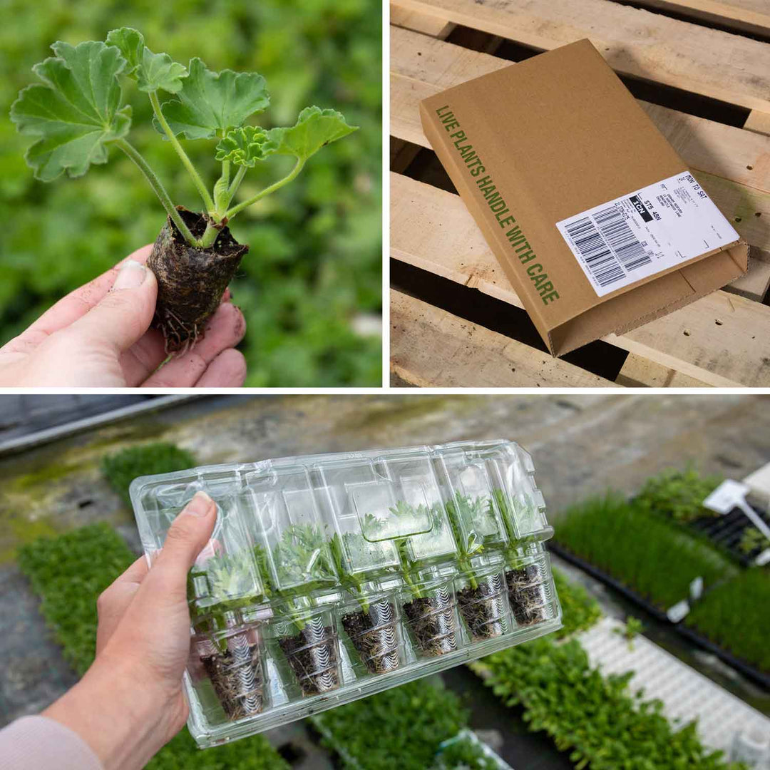 Geranium Plant 'Trend Salmon' - 6 x Super Plug Plants | Buy Geranium ...