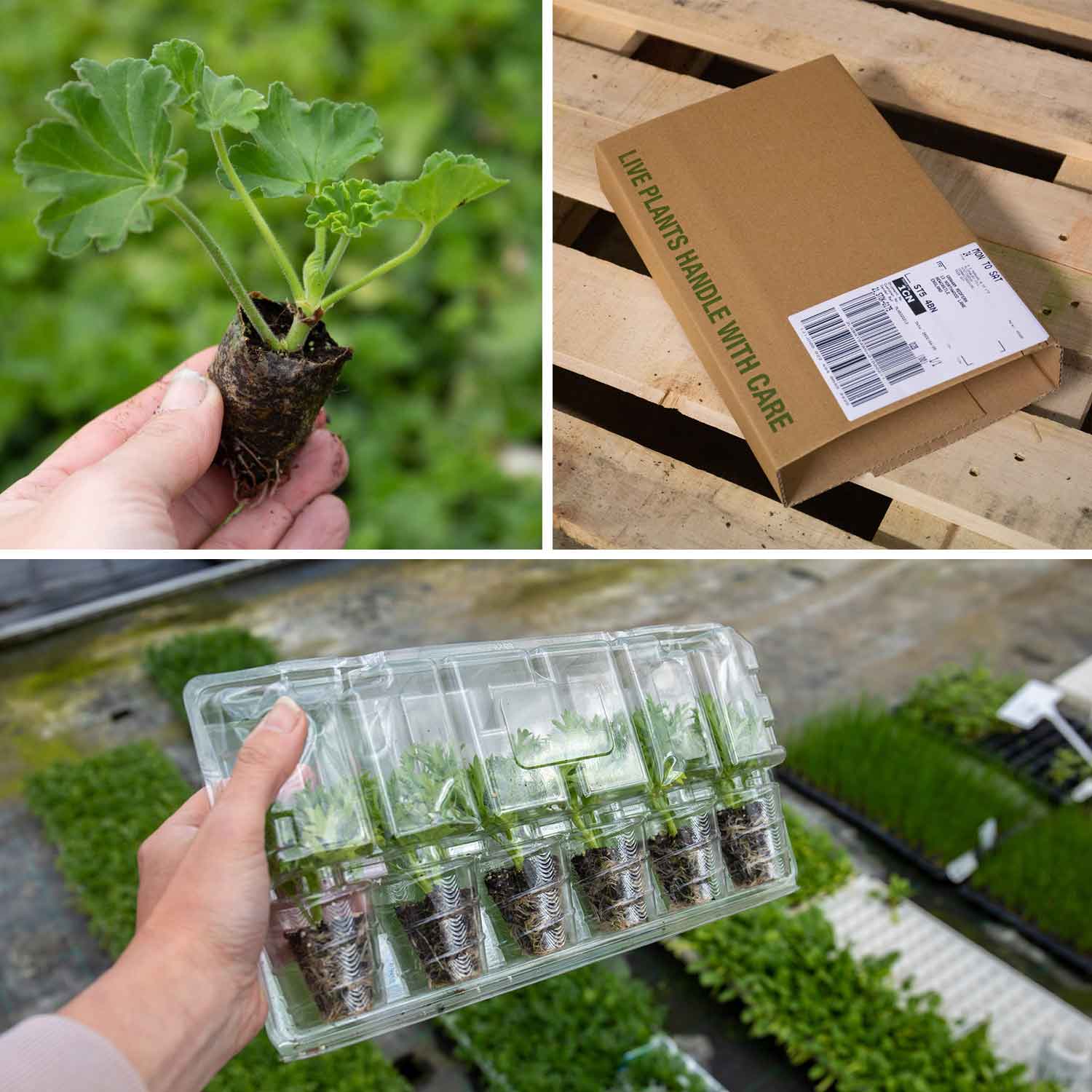 Geranium Plant 'Trend Salmon' | Buy Geranium Plants Online | Summer ...