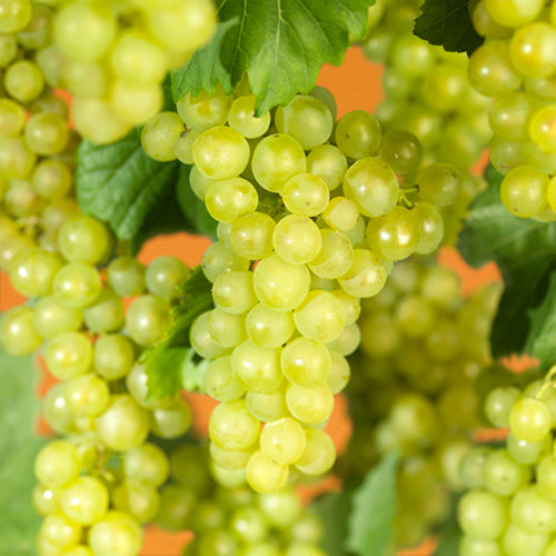 Grape 'Supaga' - 15cm Plant | Marshalls Garden
