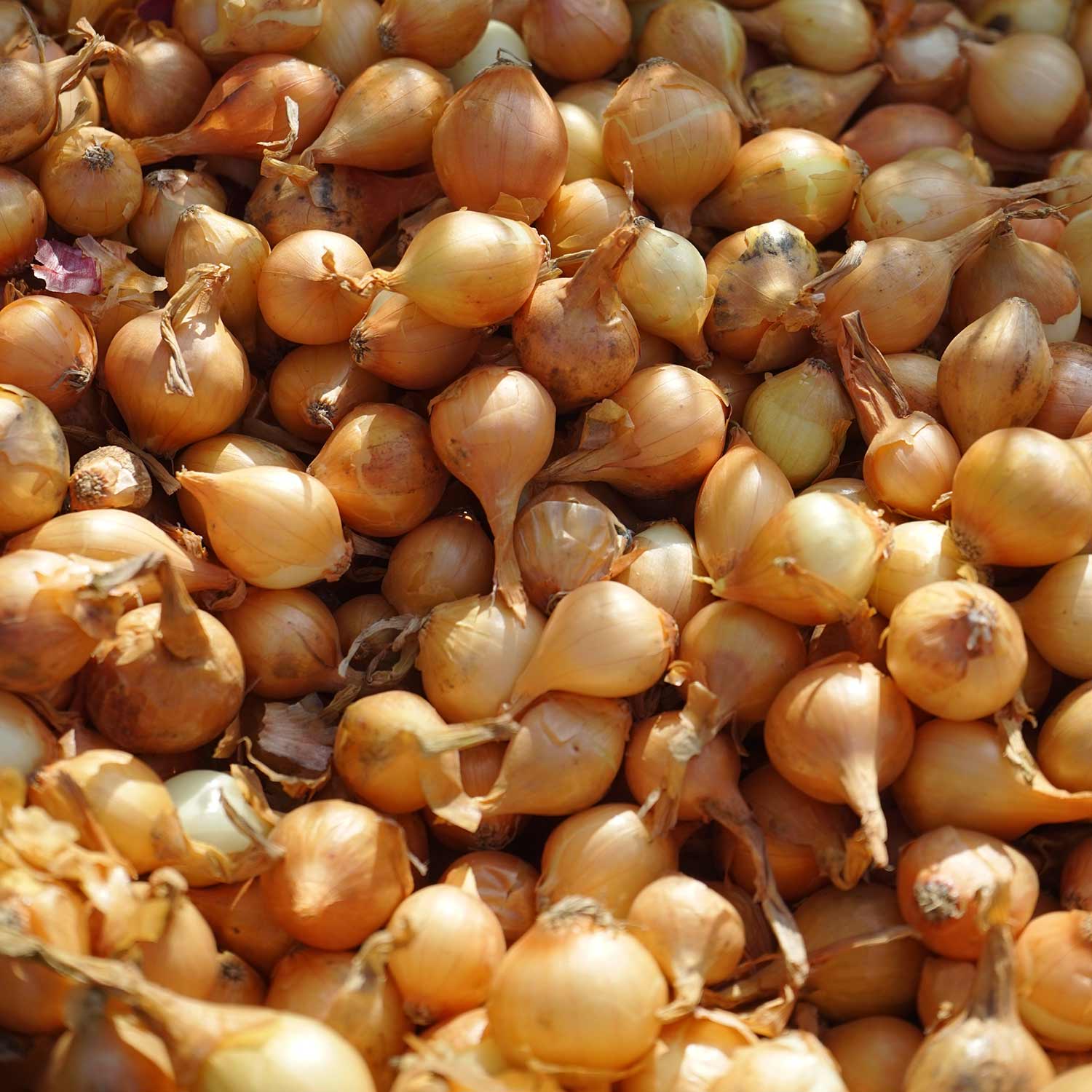 Shallot Sets 'Yellow Moon' | Marshalls Garden