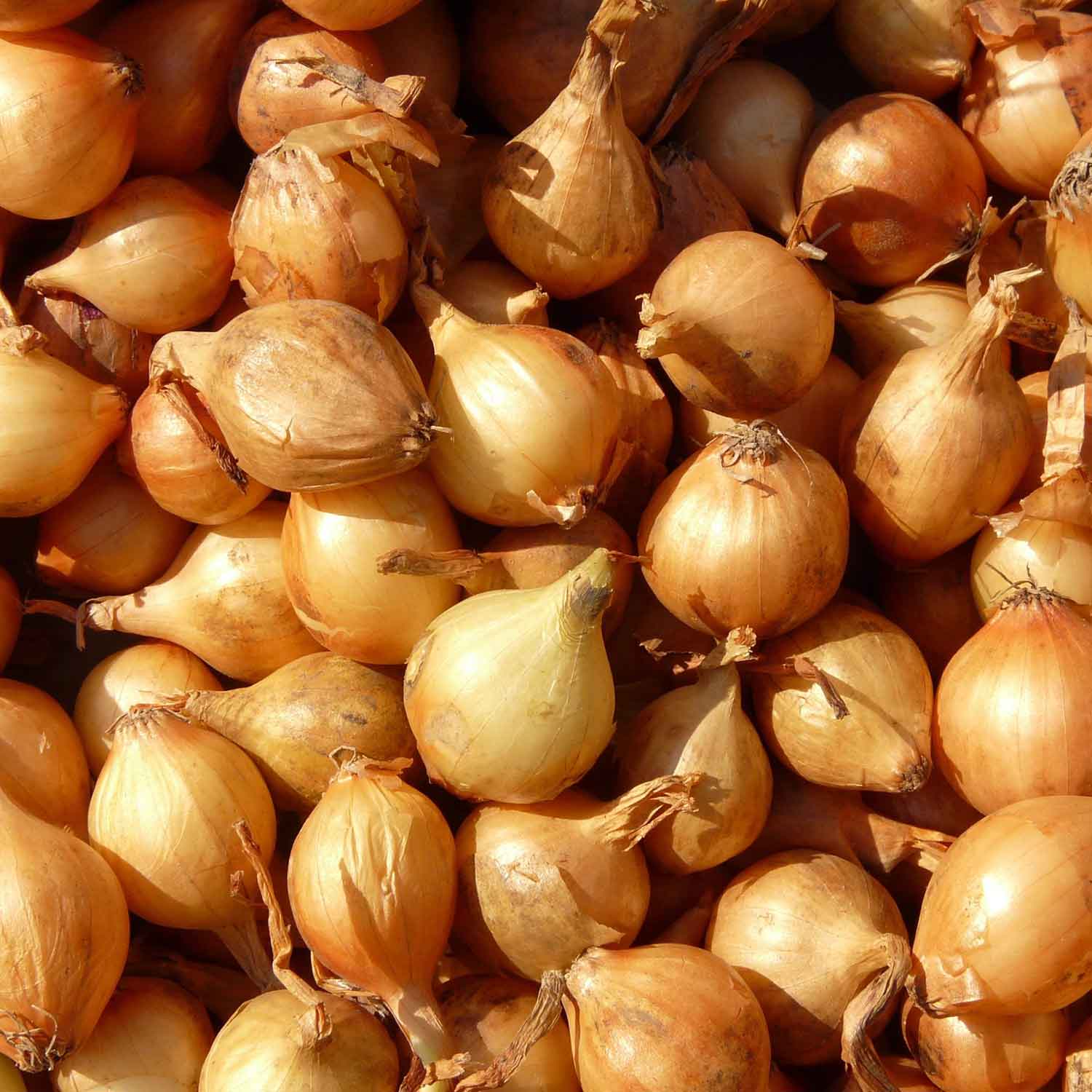 Onion Sets 'Autumn Champion' | Marshalls Garden