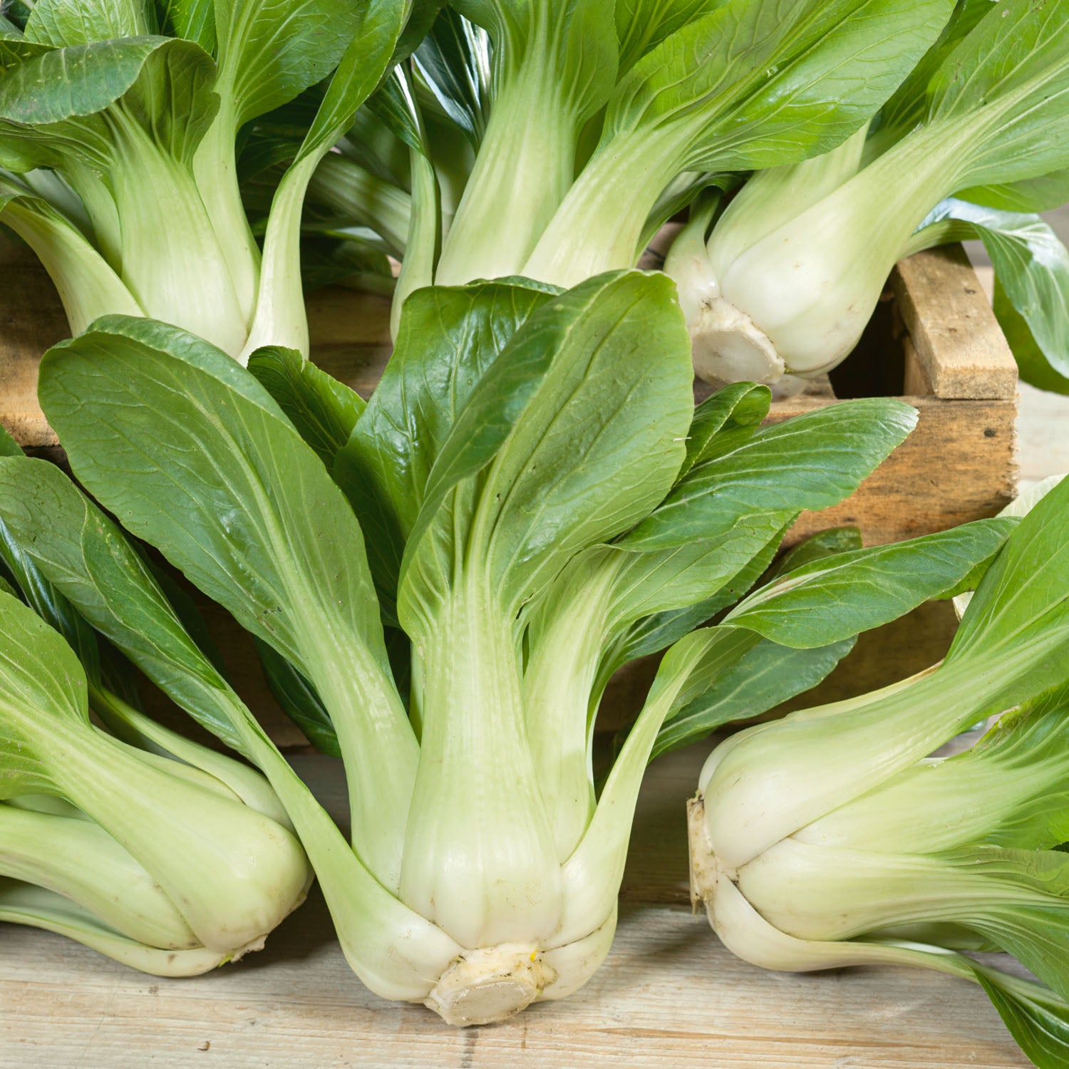 Pak Choi Seeds 'Canton White' | Marshalls Garden