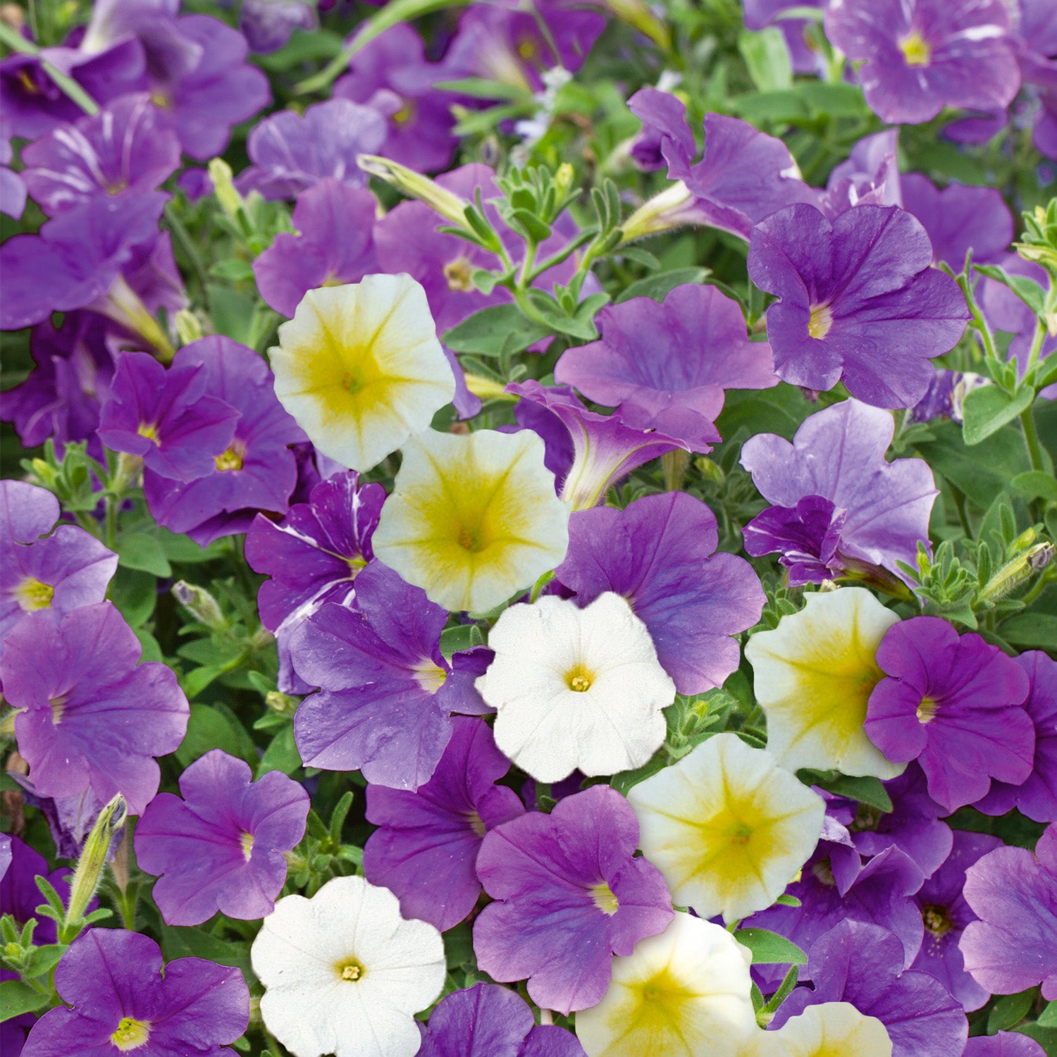 Petunia Seeds 'Summer Sky Mix' | Marshalls Garden