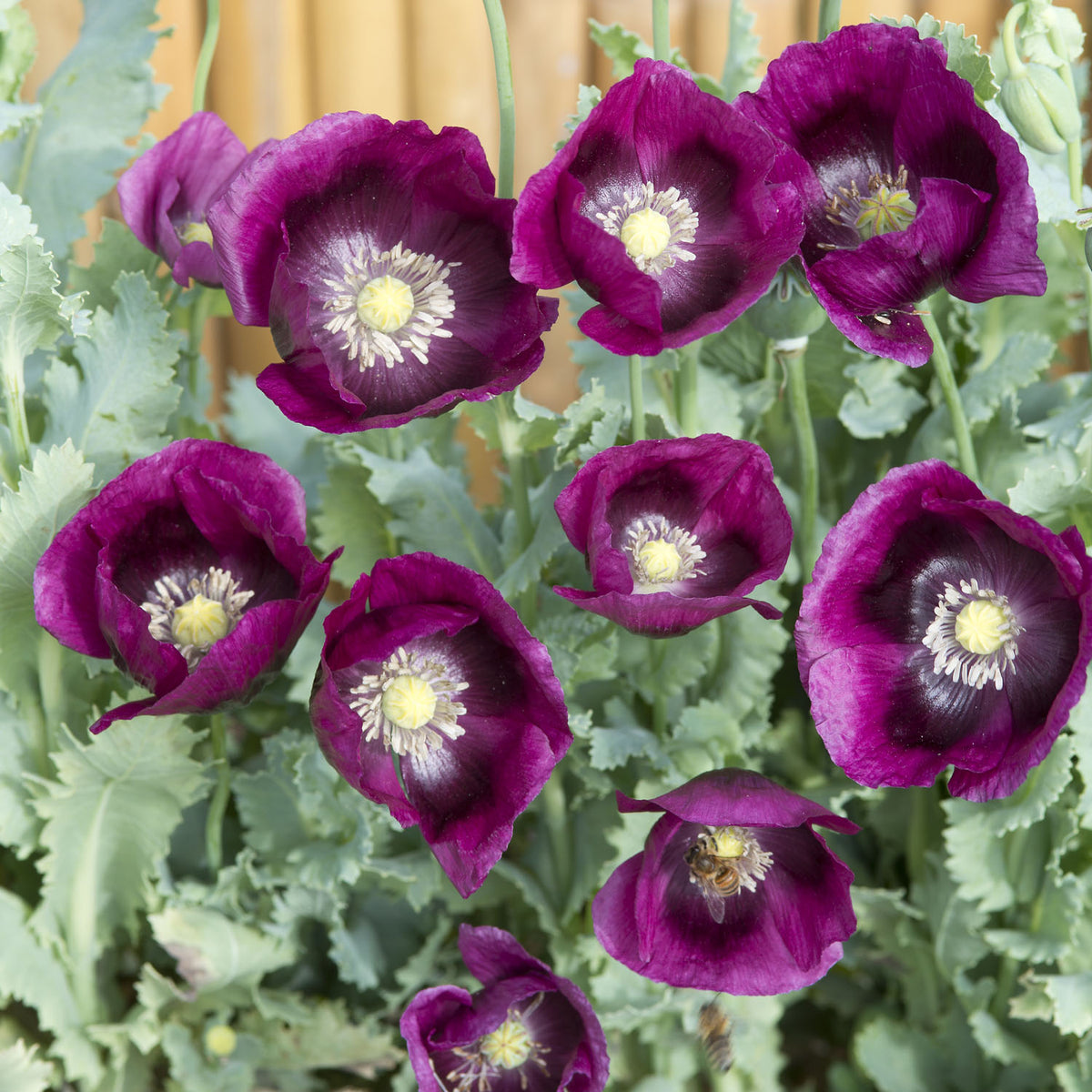 Poppy Seeds 'Lauren's Grape' | Buy Poppy Seeds Online | Poppy Seeds For ...