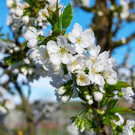 Prunus 'Tai-haku' Plant | Buy Prunus Tree Online | Prunus Tree for Sale ...