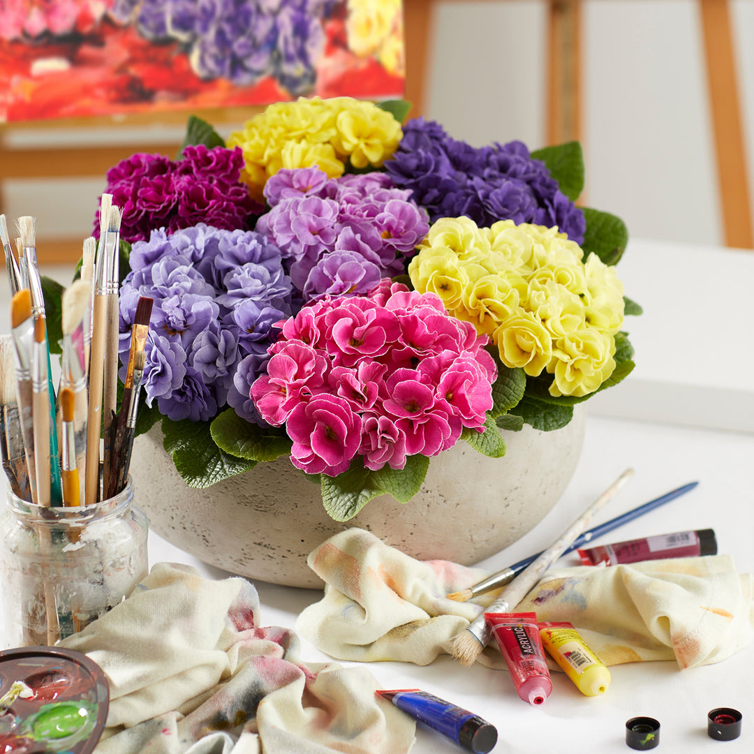 Primrose 'Rubens Mix' - 12 Garden Ready Plants | Buy Primrose Plants ...