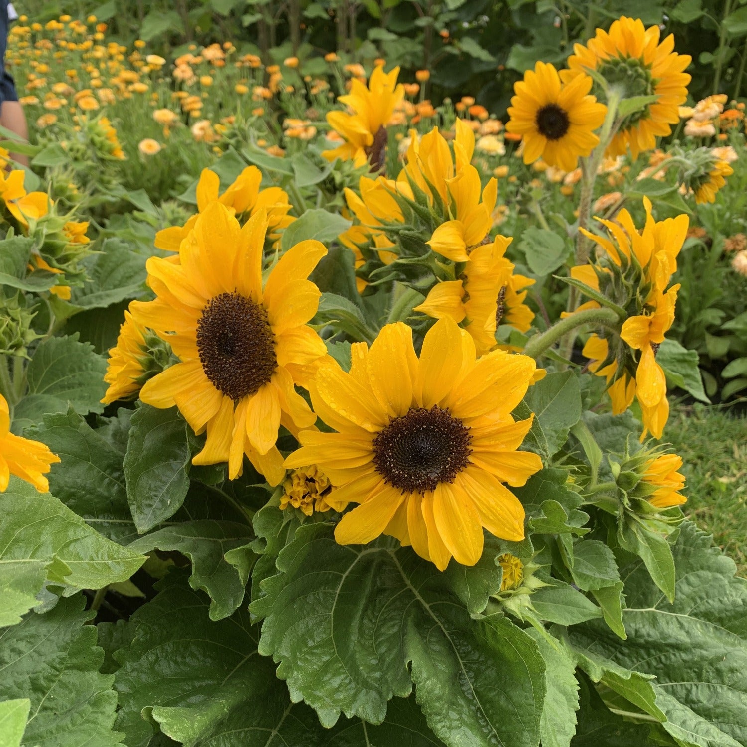 Sunflower Seeds 'Microsun Orange Sun' | Marshalls Garden