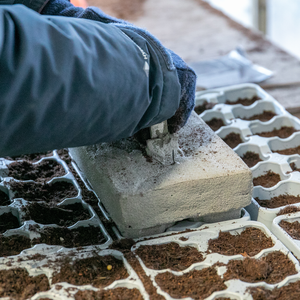 Buy Sweet Pea 'Marshalls Selection' Plants Online | Marshalls ...