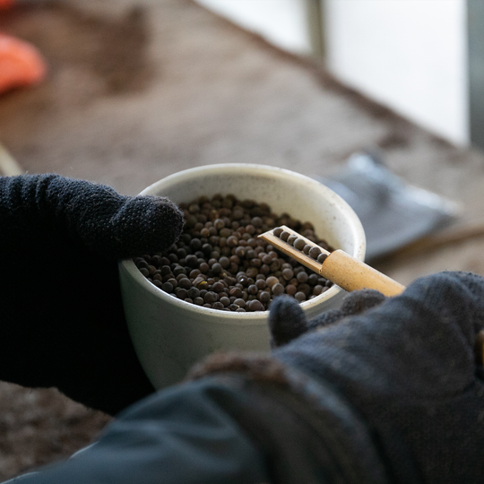 Buy Sweet Pea 'Marshalls Selection' Plants Online | Marshalls ...