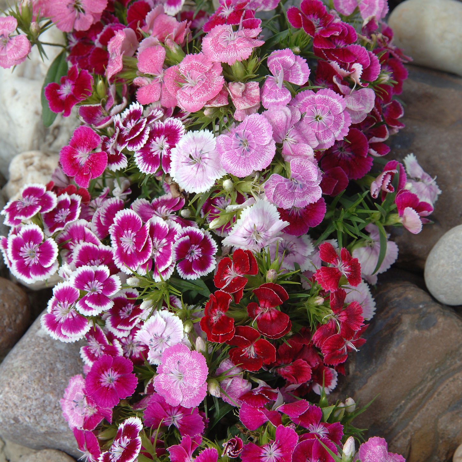 Sweet William 'Wee Willie' - Seeds | Marshalls Garden