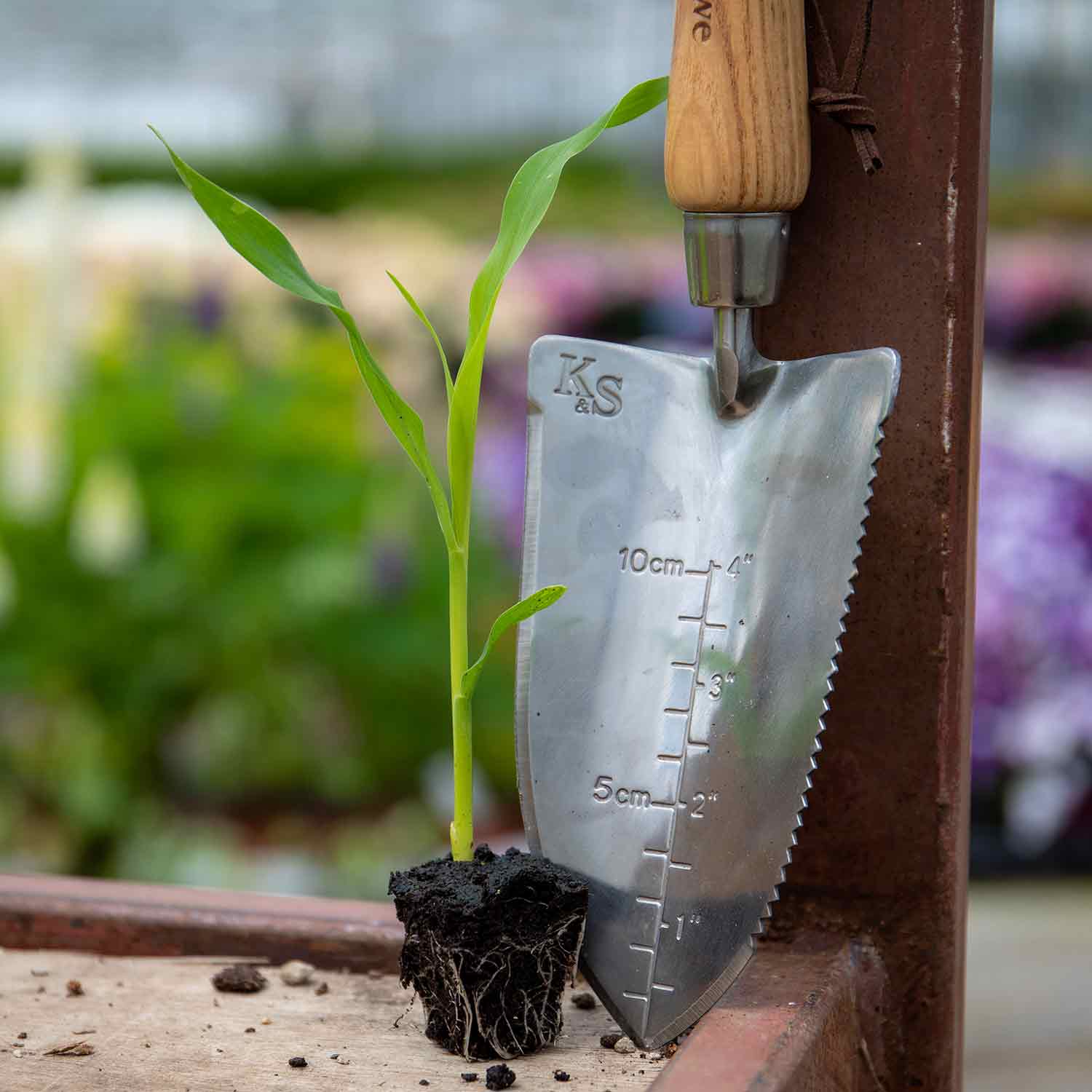 Sweetcorn Plant 'Swift'| Buy Sweetcorn Plants Online | Sweetcorn Plants ...