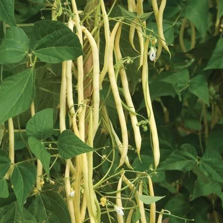 French Bean Seeds 'Cobra' and 'Monte Gusto' Duo Pack | Marshalls Garden