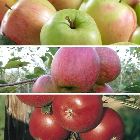 Apple Tree 'Family' | Marshalls Garden