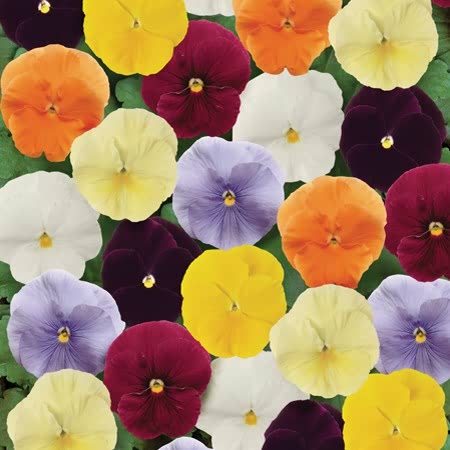 Pansy Seeds 'Clear Crystals Mix' | Marshalls Garden