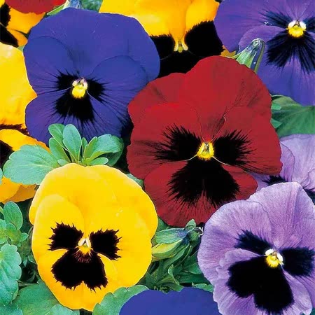 Pansy Seeds 'Winter Flowering Mix ' | Buy Pansy Seeds Online | Pansy ...