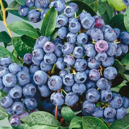 Blueberry Plant "Bluegold" | Buy Blueberry Plants Online | Blueberry ...