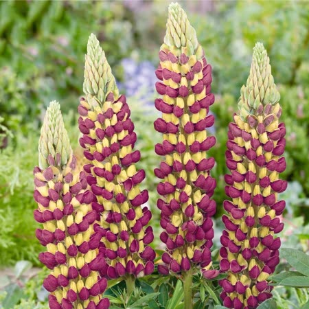 Lupin Plant 'Manhattan Lights' | Marshalls Garden