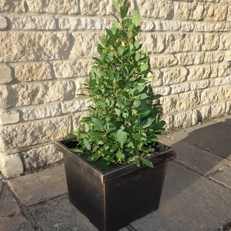 Buy Pyramid Bay Trees (Laurus nobilis) x2 with 2x 5L Planters online ...