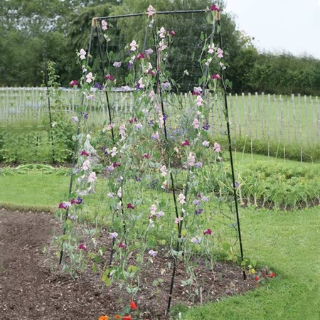 Pea and Bean Growing Frame | Buy Pea Growing Frame Online | Pea Growing ...