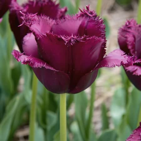 Tulip 'Labrador' - 10 Bulbs | Buy Tulip Bulbs Online | Tulip Bulbs for ...