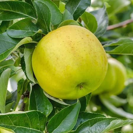 Apple Greensleeves - Apple Tree | Buy Apple Trees Online | Apple Trees ...