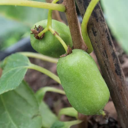 Kiwiberry Plants x3 | Buy Kiwiberry Plants Online | Marshalls Garden